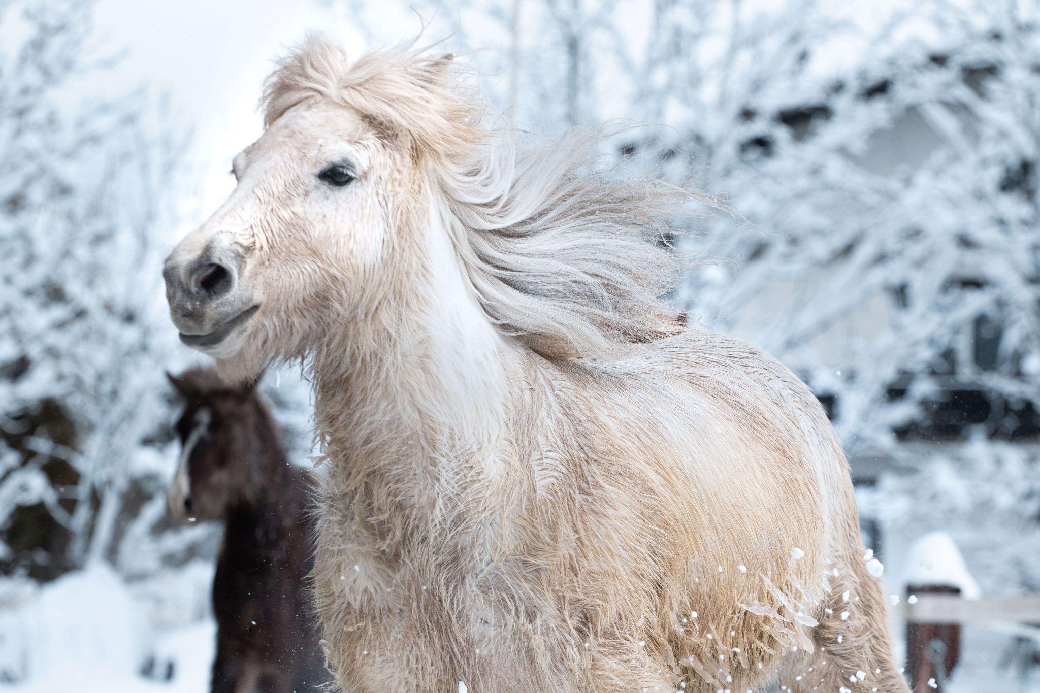 Islandpferde – Reitstall "beim Lipp"